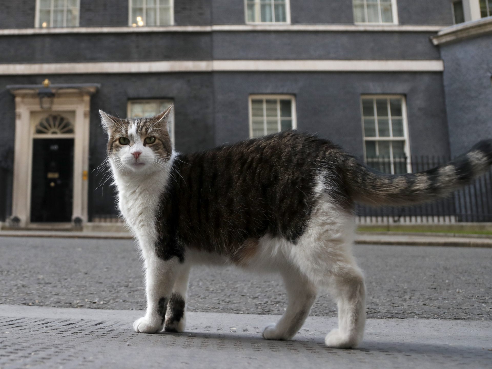 “Britain’s First Cat” Larry feiert 10-Jähriges - Video des Tages -- VOL.AT