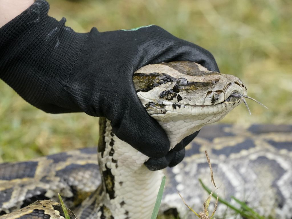 Familie entdeckt riesige Python im Haus - Video des Tages -- VOL.AT