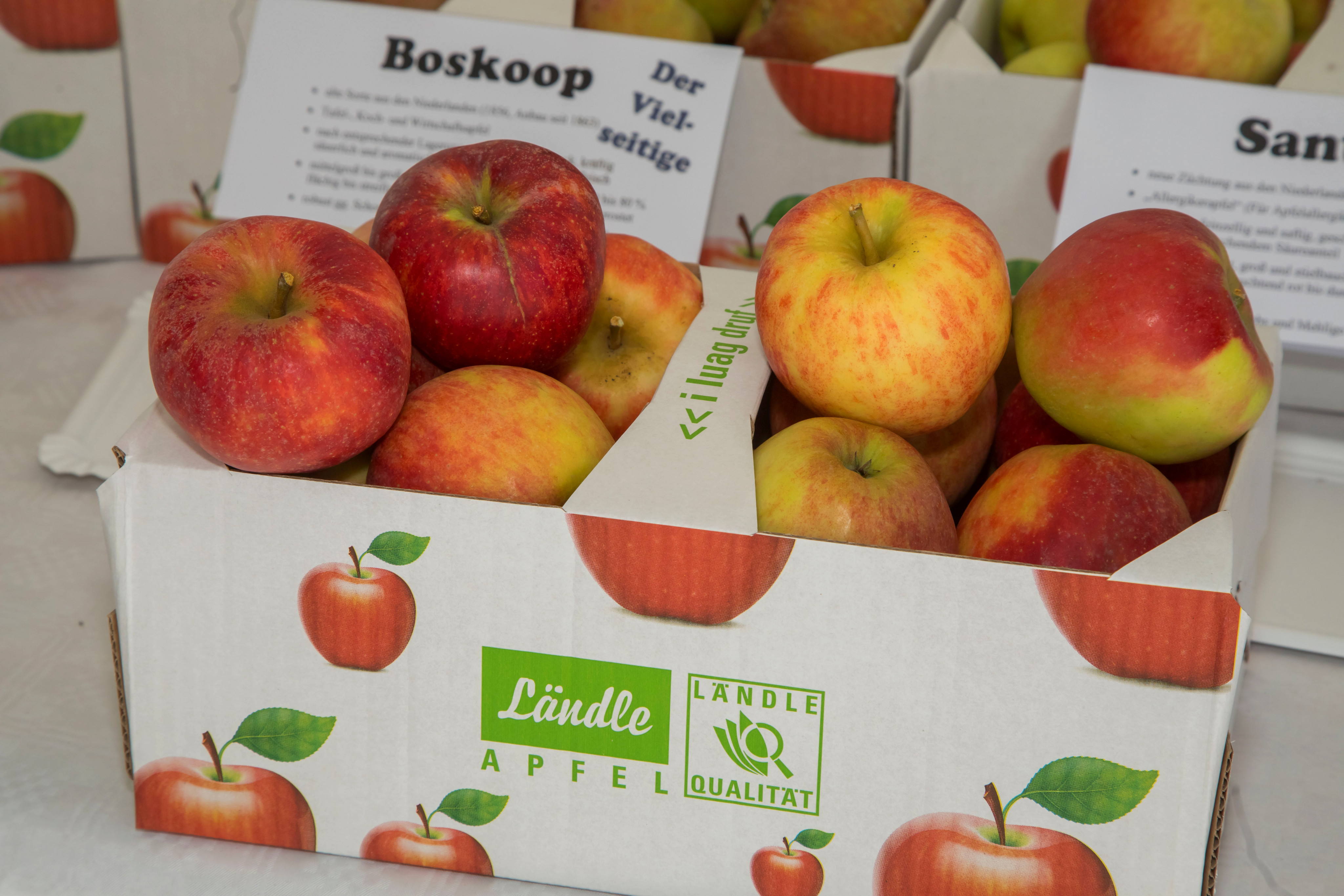 S’Ländle feiert den “Tag des Apfels” - Vorarlberg -- VOL.AT