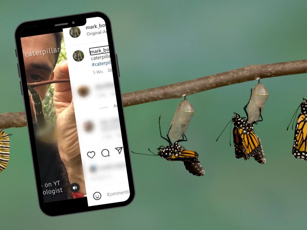 Schlange? Nein, Raupe! - Video des Tages -- VOL.AT