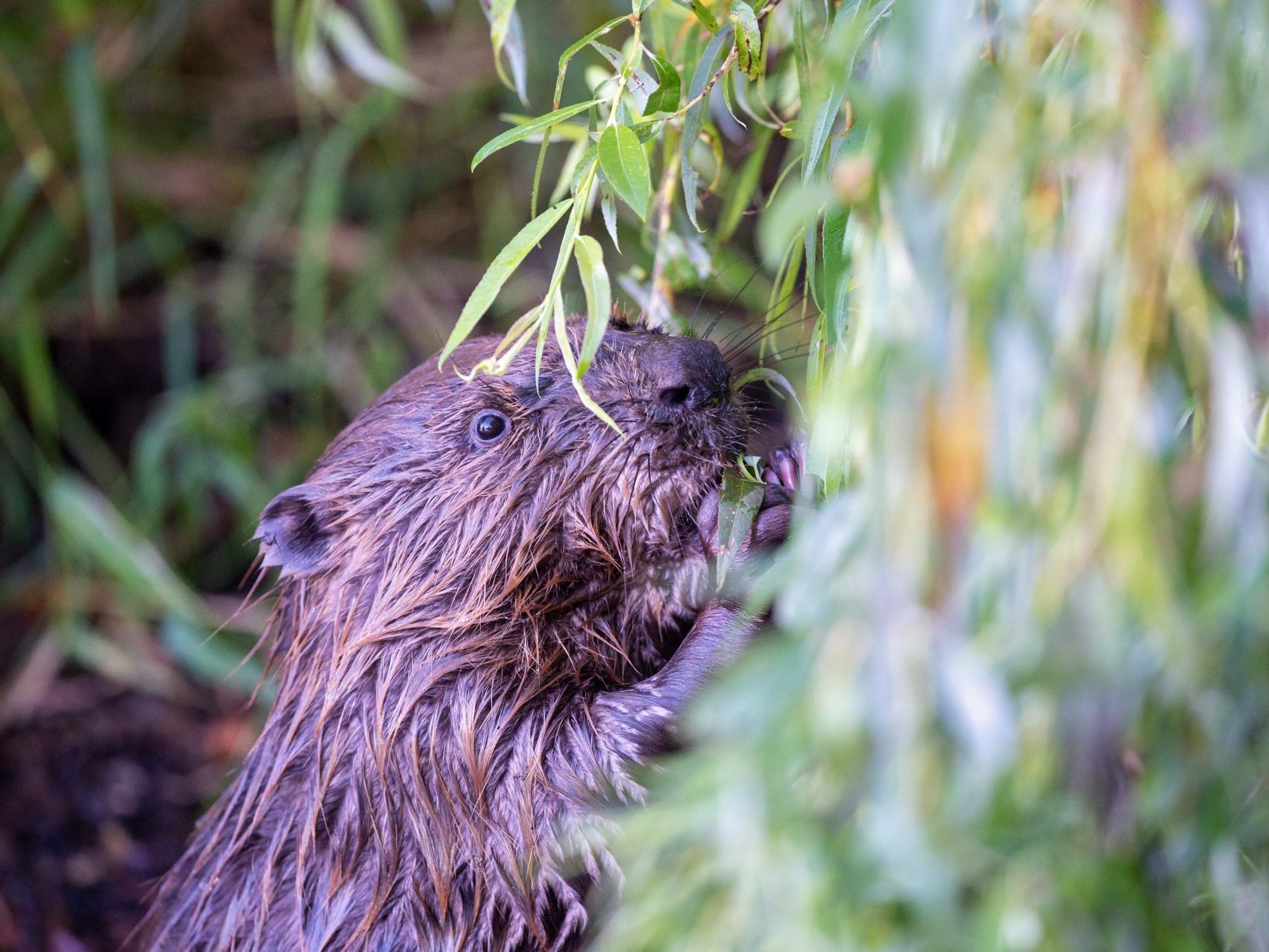 Dieses Tier ist nach 17 Jahren wieder in Vorarlberg heimisch - VOL.AT